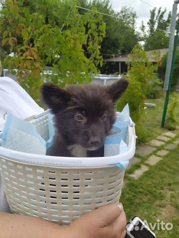 Собака