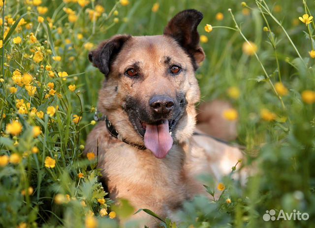 Солнечный Рыжуля