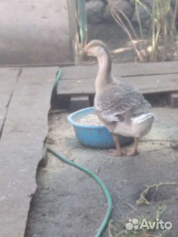 Гусята и Утята подросшие