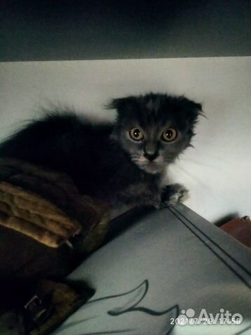 Британка вислоухая кошка