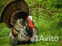 Индюшата бронза широкогрудая