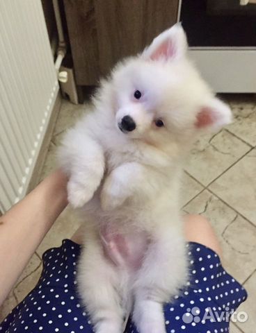 Белоснежный мальчик шпиц