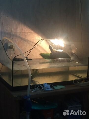 Красноухая черепаха с аквариумом