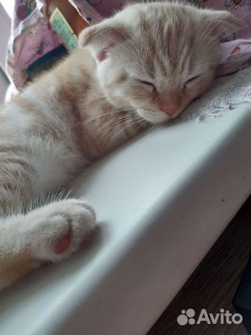 Британская вислоухая кошка