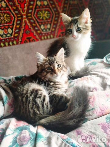 Котятов продаёте - Нет, раздаю за так - Красивое