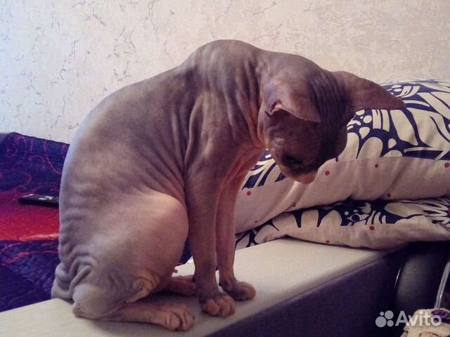 Донской сфинкс девочка