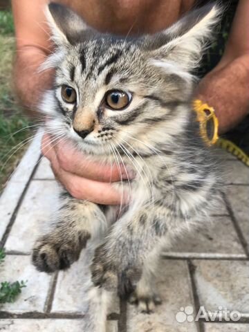 Котята, мама мышеловка, мальчики и девочка