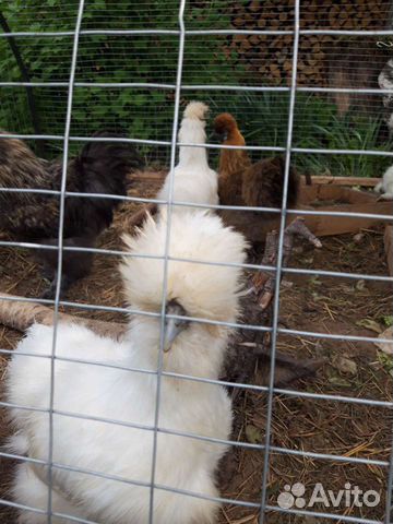 Цыплята подрощенные