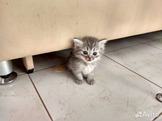 Котенок британский