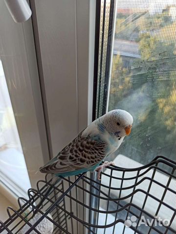 Волнистый попугай ручной самка голубой с белым