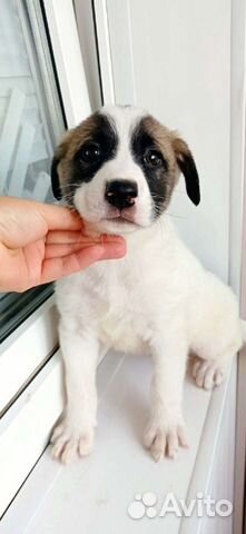 Щенки в дар