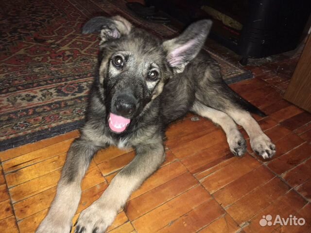 Восточноевропейская овчарка