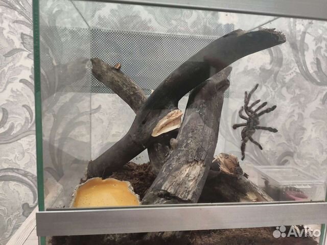 Acanthoscurria geniculata