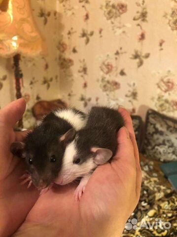 Малыши крыски Дамбо