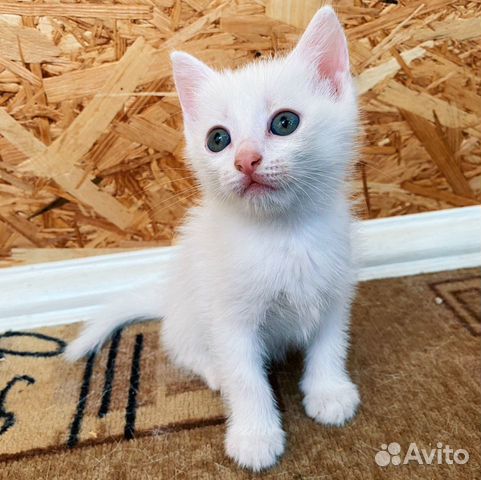Котенок девочка 1 мес