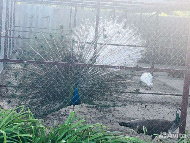 Павлины,индийские,4 года,цена пару