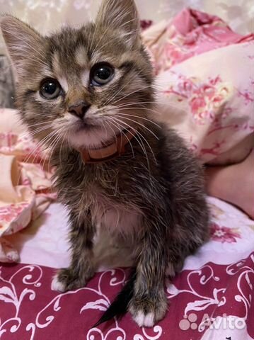 Котик для доброго человека