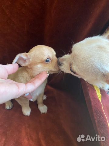 Голубоглазый парень чихуахуа