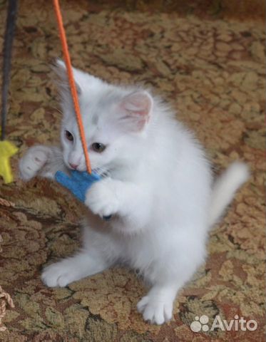 Белая пушистая девочка котенок Нюся 2,5 месяца в д
