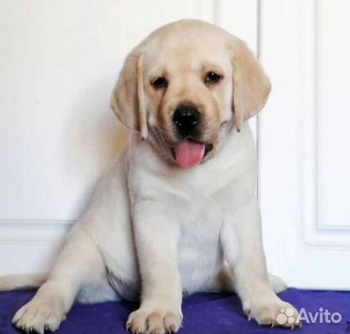 Питомник элитных лабрадоров