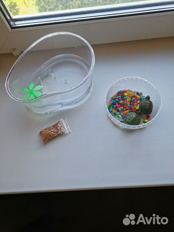 Декоративные черепахи