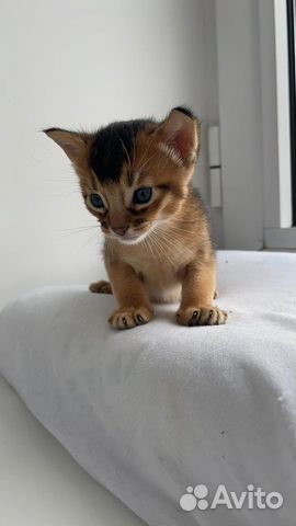 Абиссинская