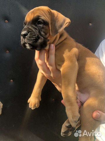 Щенки немецкого боксера