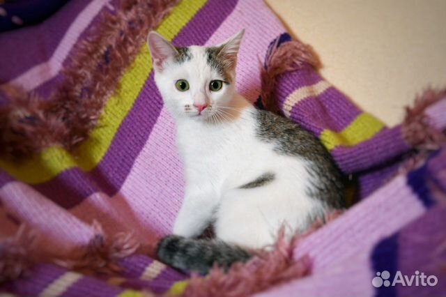 Котенок мальчик в поисках дома