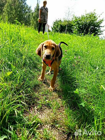 Русская гончая