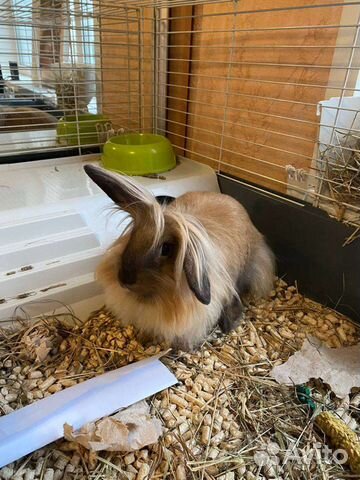 Кролик с вет паспортом