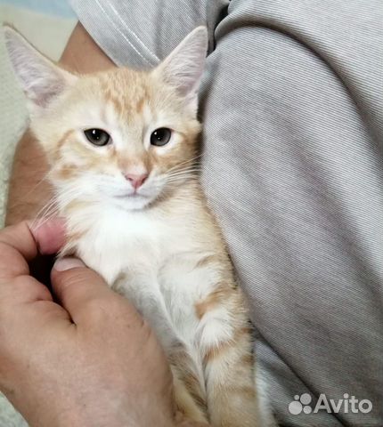 Котёнок в добрые руки
