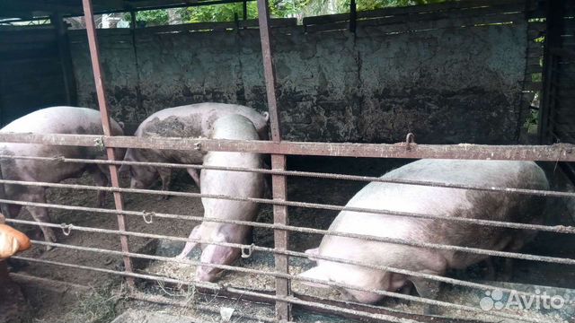 Свинина живым весом