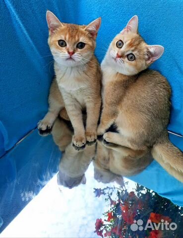 Британские котята золотая шиншилла