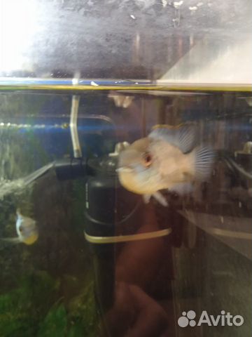 Рыбки нанокара блю