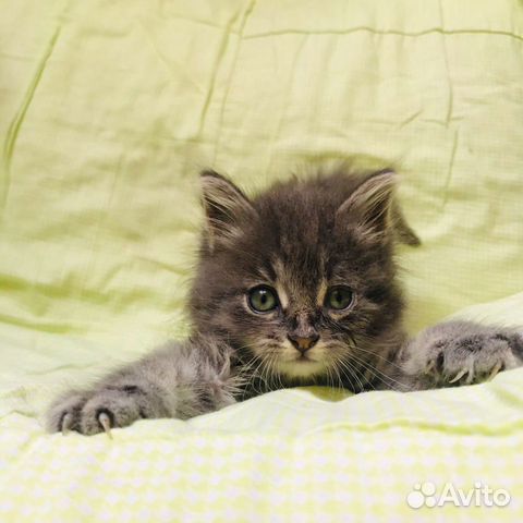 Котенок девочка в добрые руки