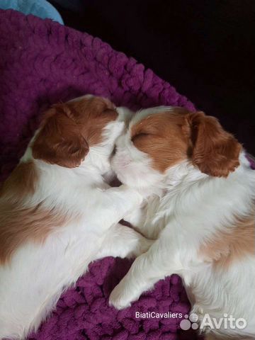 Щенки Кавалер Кинг Чарльз Спаниель в Керчи