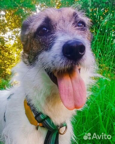 Небольшой пёс в добрые руки