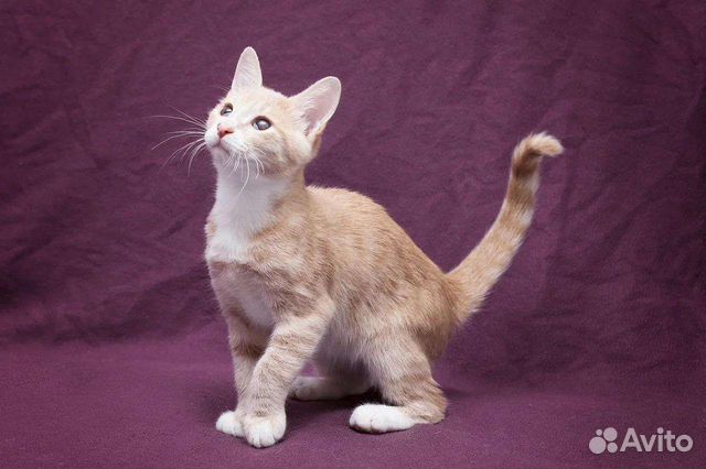Котёнок, котята рыжий малыш в добрые руки