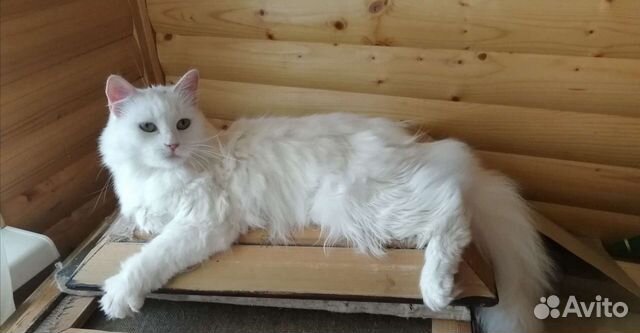 Самая ласковая кошка ждёт хозяина