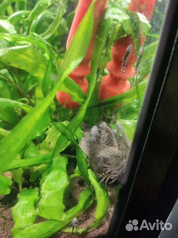 Пара сомов производителей