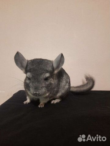 Шиншилла девочка