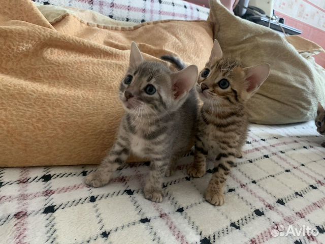 Шикарные бенгалята