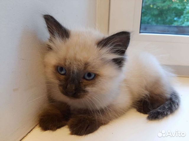 Котенок Невская Маскарадная