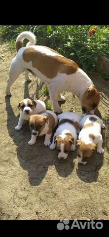 Джек-рассел-терьер щенки)