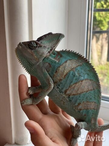 Йеменский хамелеон