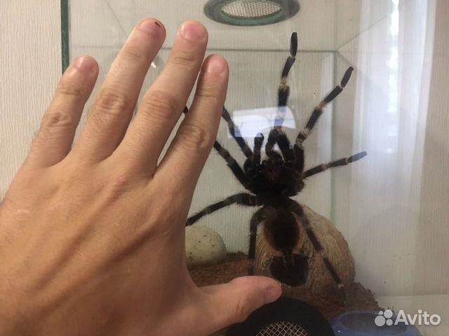 Паук птицеед с террариумом