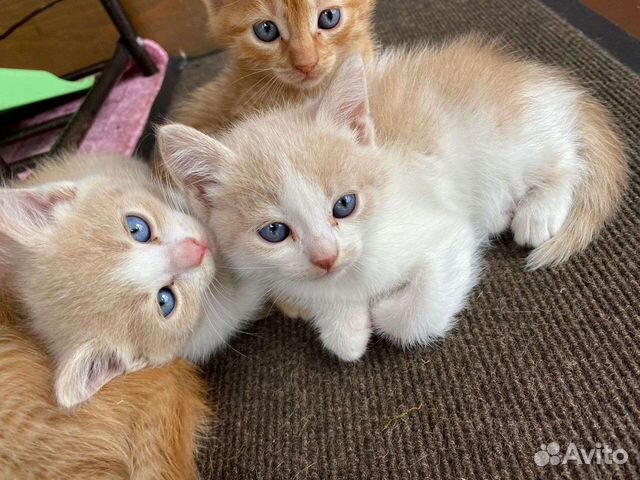 Котята