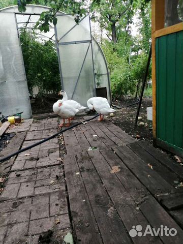 Гуси