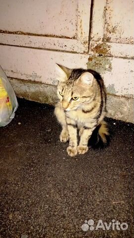 Ростов-на-Дону ирис ищет дом