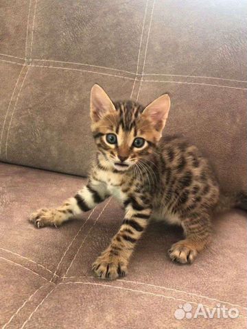 Бенгальские котята. Мальчишки